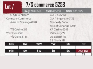 Lot 1: Sundsbak Farms - Annual Production Sale | DVAuction