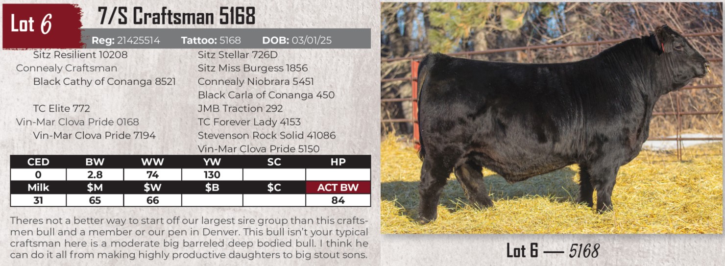 Lot 6: Sundsbak Farms - Annual Production Sale | DVAuction