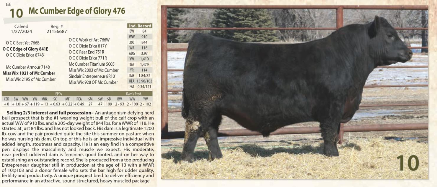 Lot 10: McCumber Angus Ranch - Annual Production Sale | DVAuction