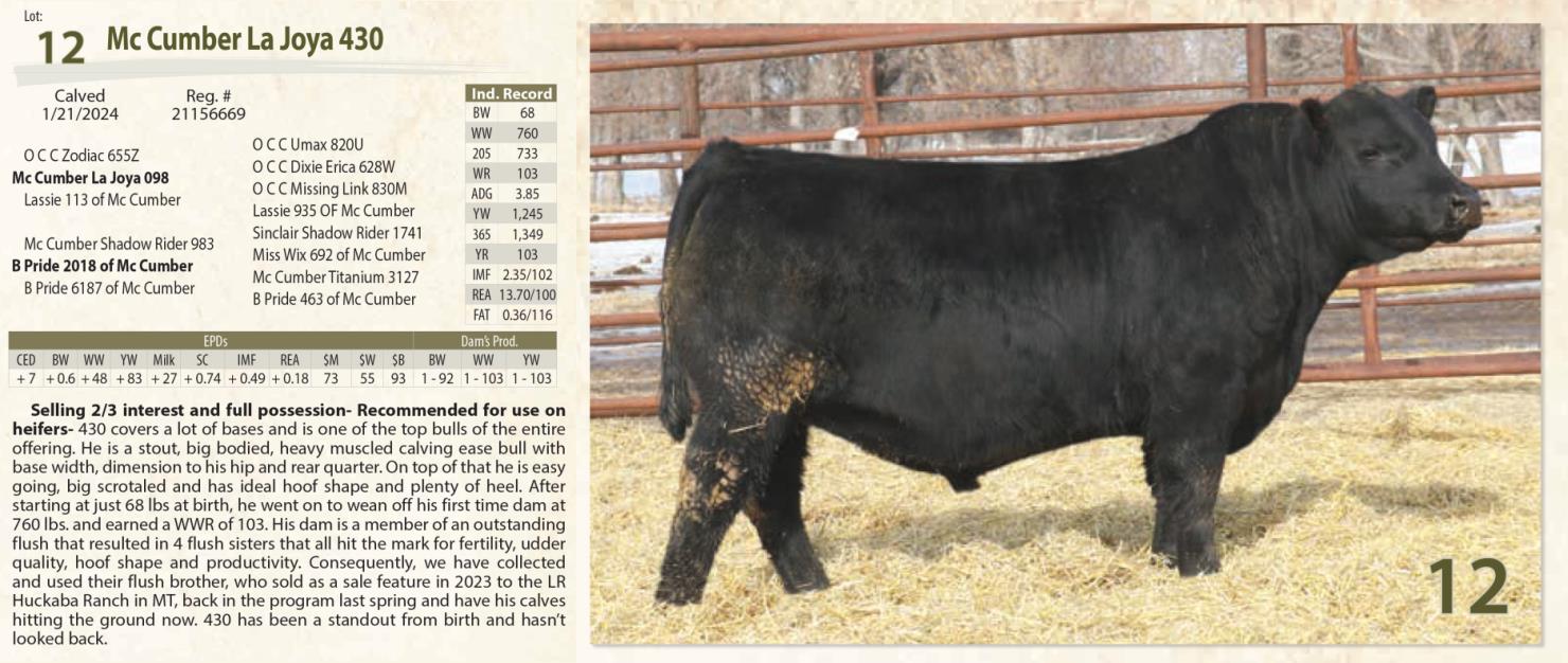 Lot 12: McCumber Angus Ranch - Annual Production Sale | DVAuction