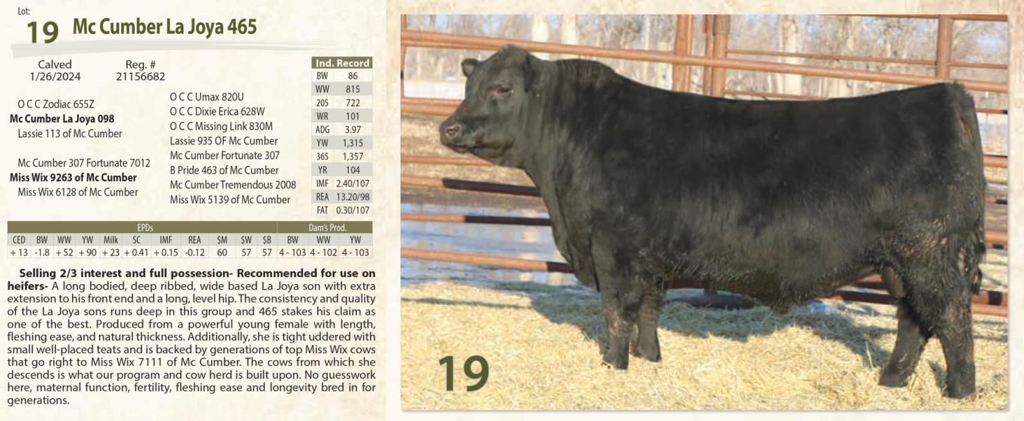 Lot 19: McCumber Angus Ranch - Annual Production Sale | DVAuction