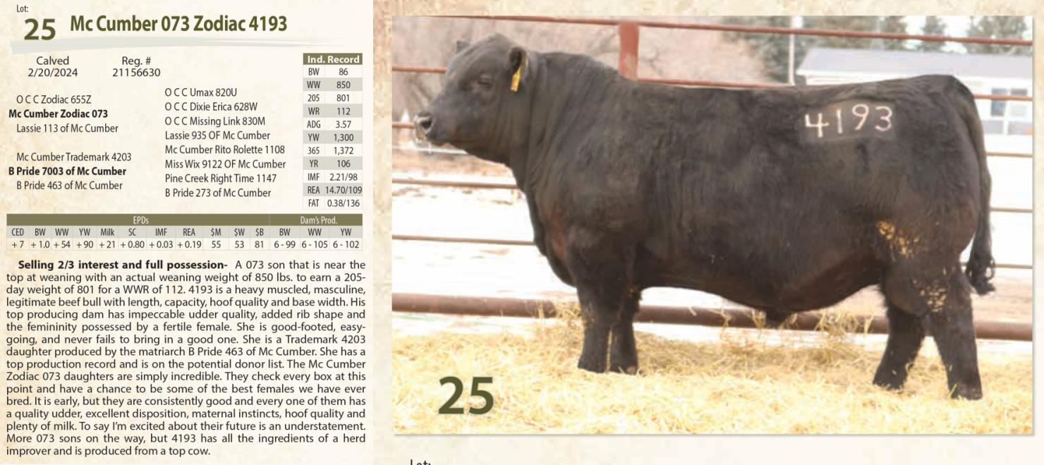Lot 25: McCumber Angus Ranch - Annual Production Sale | DVAuction