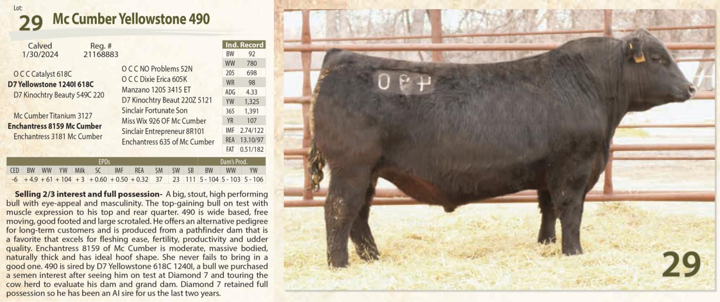 Lot 29: McCumber Angus Ranch - Annual Production Sale | DVAuction
