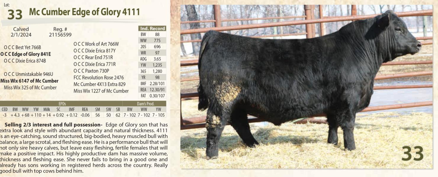 Lot 33: McCumber Angus Ranch - Annual Production Sale | DVAuction