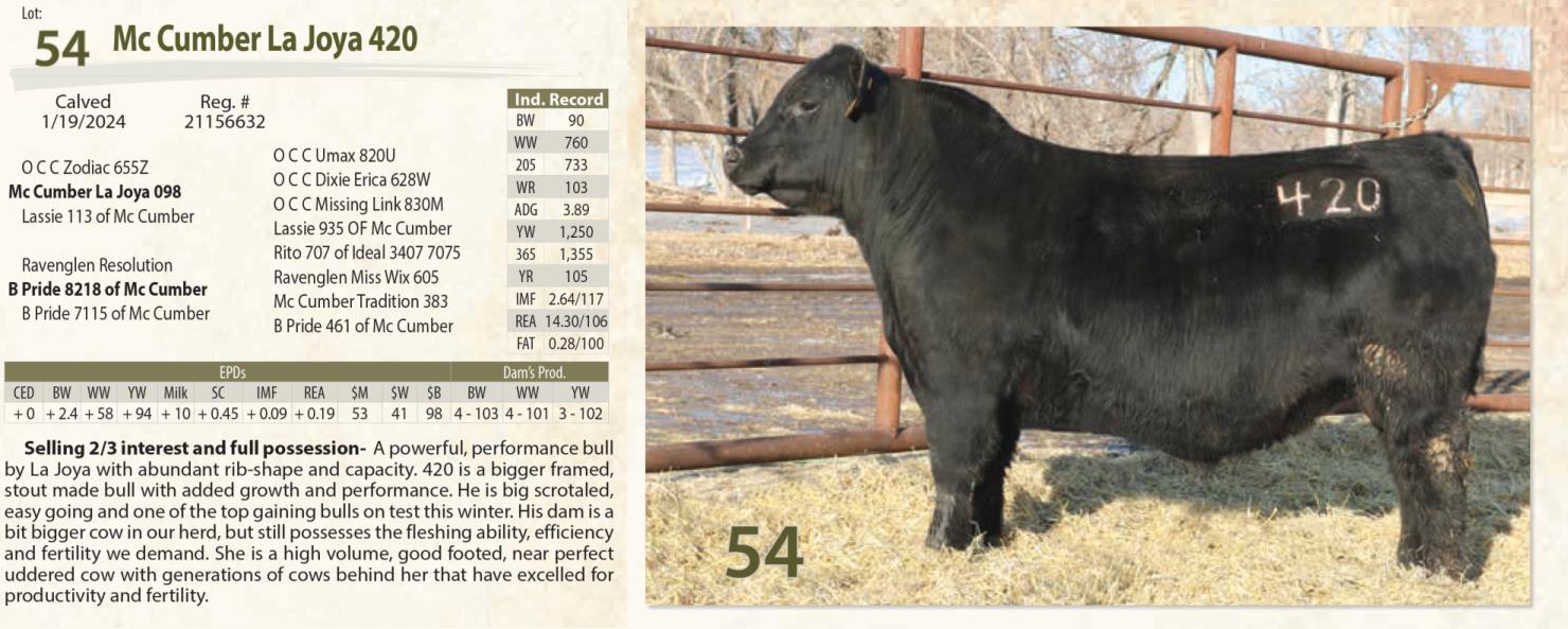 Lot 54: McCumber Angus Ranch - Annual Production Sale | DVAuction