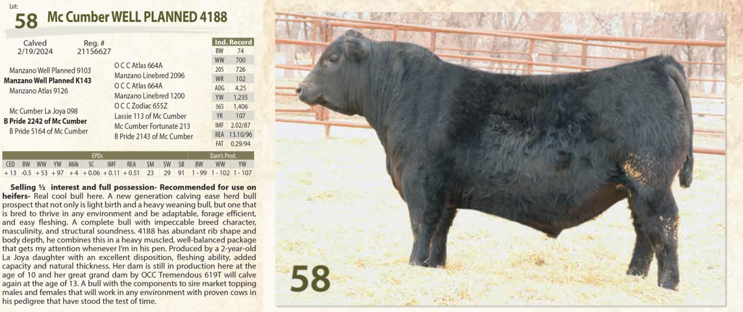 Lot 58: McCumber Angus Ranch - Annual Production Sale | DVAuction