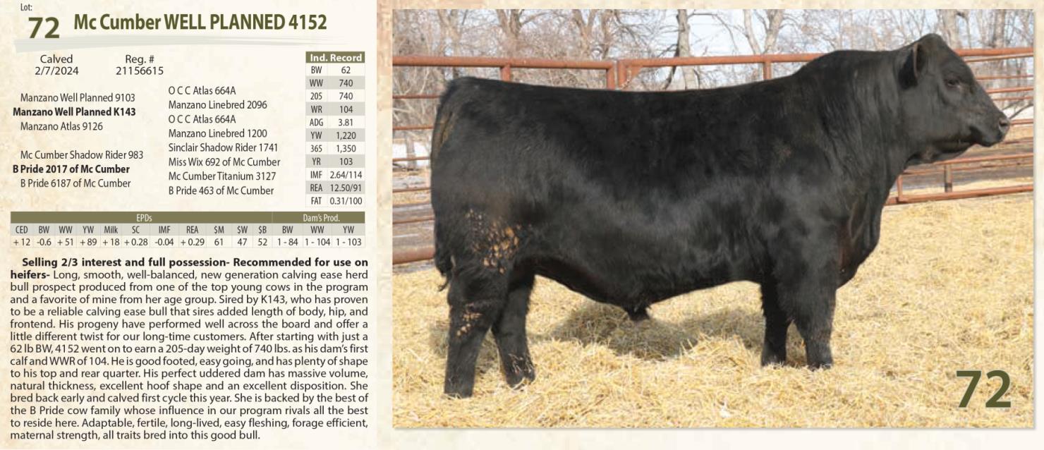 Lot 72: McCumber Angus Ranch - Annual Production Sale | DVAuction