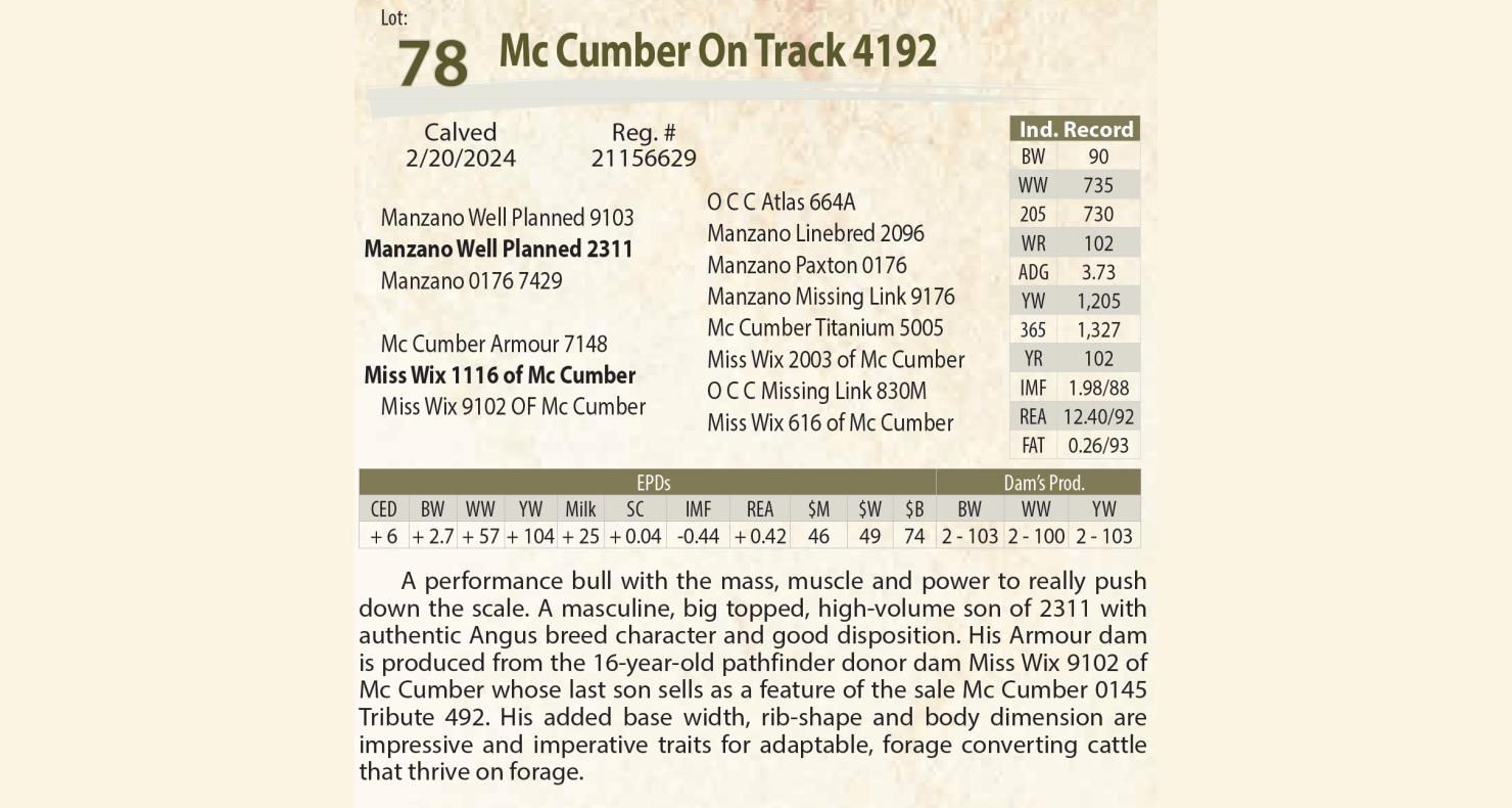 Lot 78: McCumber Angus Ranch - Annual Production Sale | DVAuction