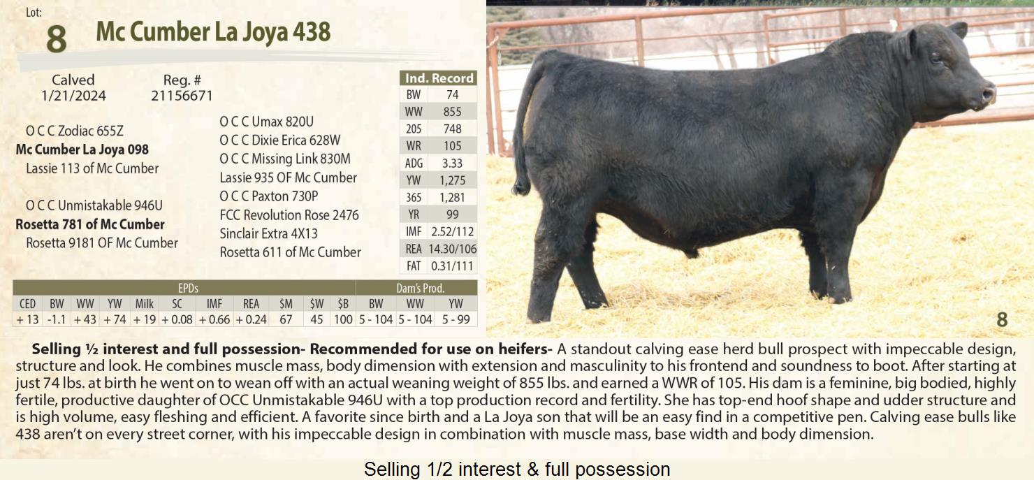 Lot 8: McCumber Angus Ranch - Annual Production Sale | DVAuction