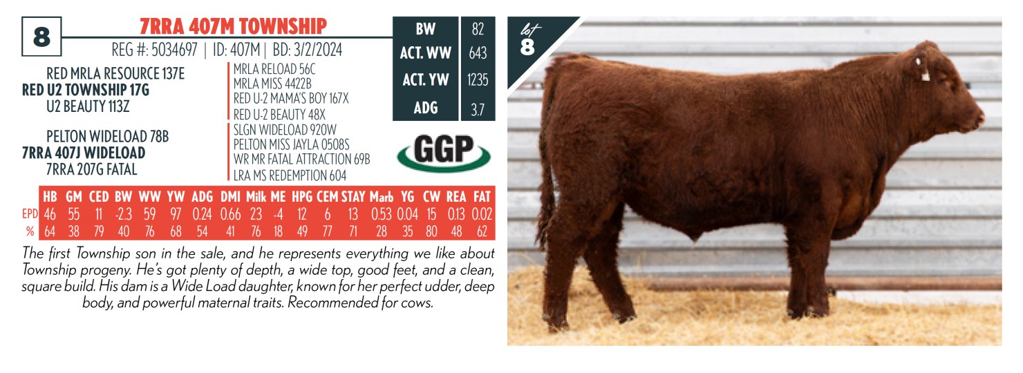 Lot 8 - 7RRA 407M township: Raile Red Angus - Red Angus Bull Sale ...