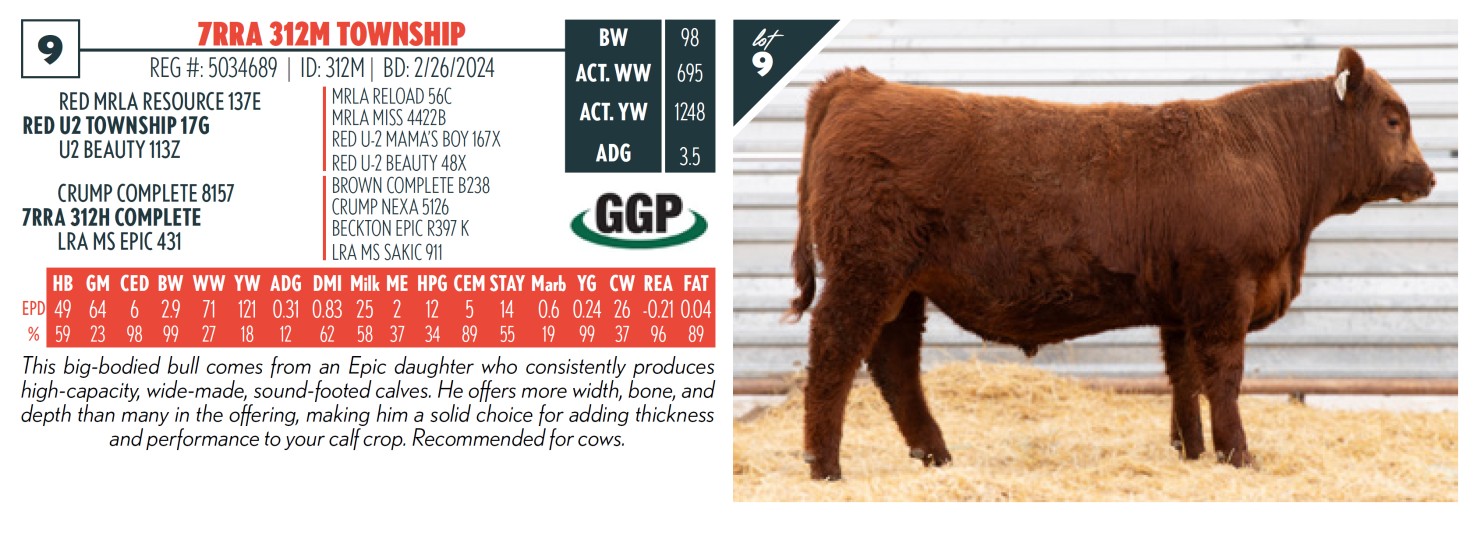 Lot 9 - 7RRA 312M township: Raile Red Angus - Red Angus Bull Sale ...