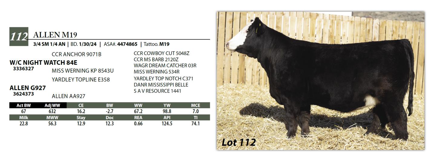 Lot 112 - M19: Allen Brothers Cattle - Annual Bull Sale | DVAuction