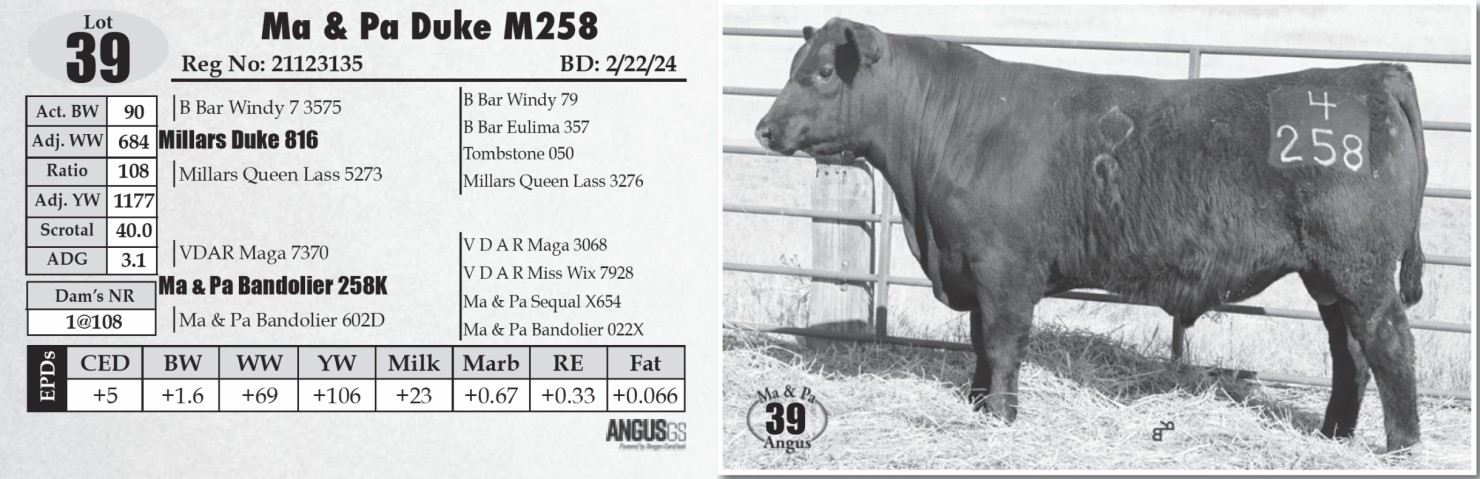 Lot 39: Ma & Pa Angus - Annual Angus Bull Sale | DVAuction