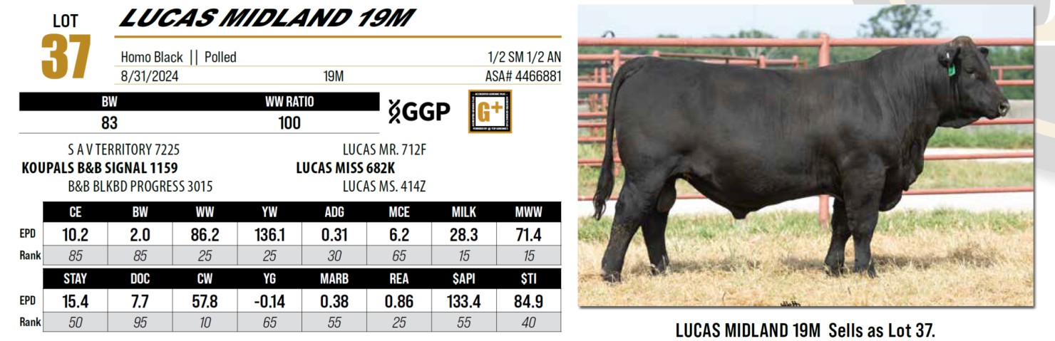 Lot 37: Lucas Cattle Company - Annual Fall Sale | DVAuction