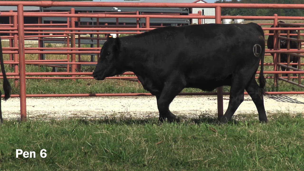 Lot pen6: Lucas Cattle Company - Annual Fall Sale | DVAuction