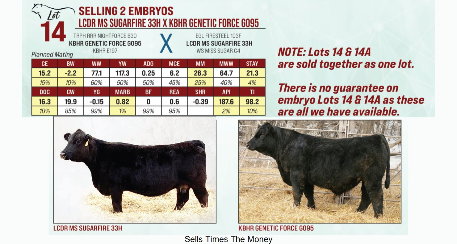 Lot 14 - 14 & 14A IVF EMBRYO: Trifecta Cattle Company - Annual Bull ...