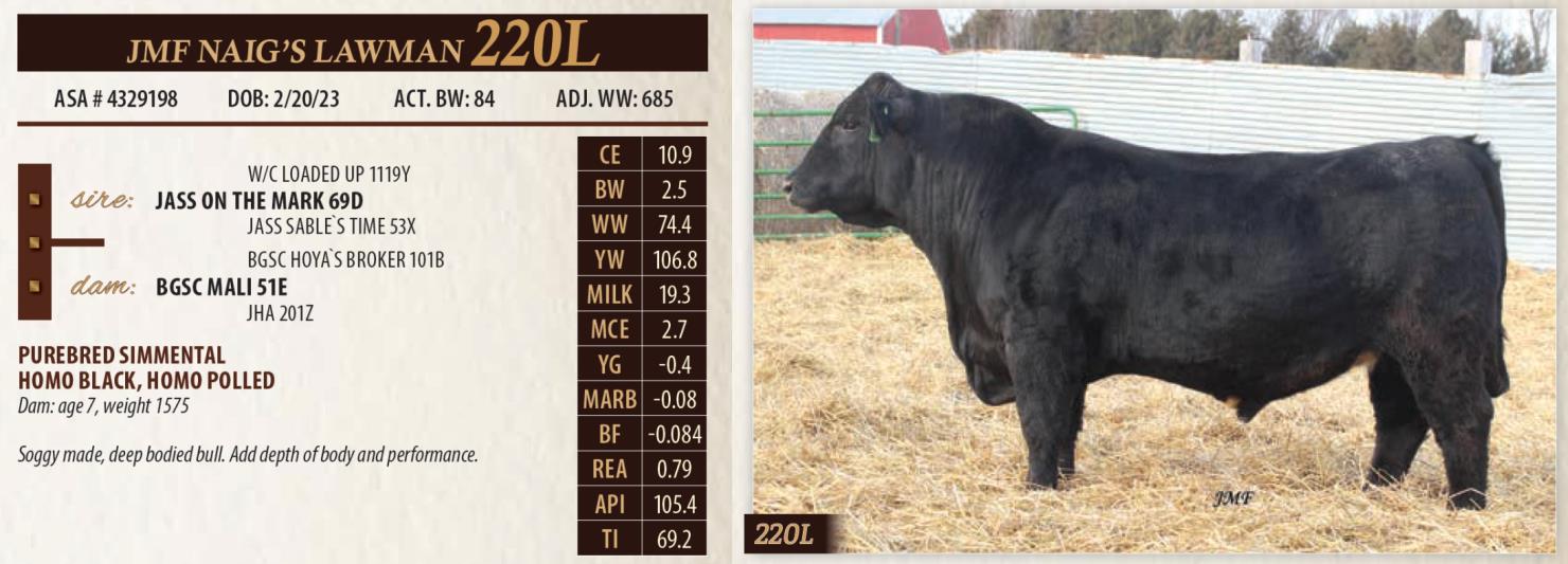 Lot 220l: JMF Herefords and SimAngus - Annual Production Sale | DVAuction