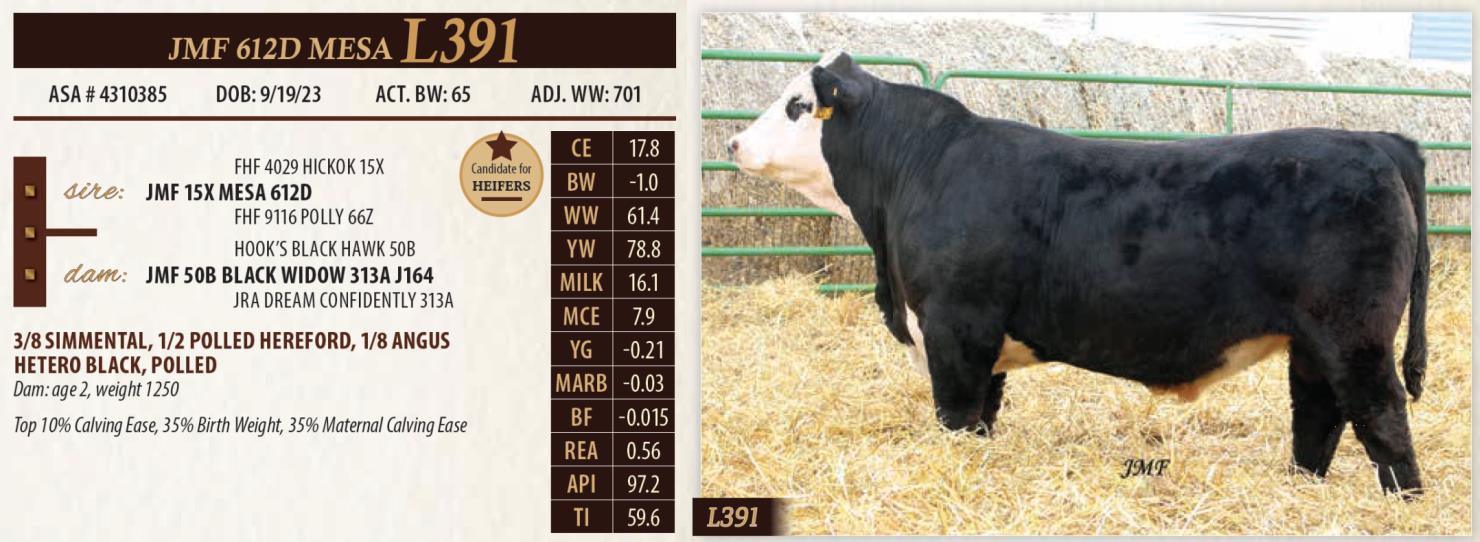 Lot l391: JMF Herefords and SimAngus - Annual Production Sale | DVAuction