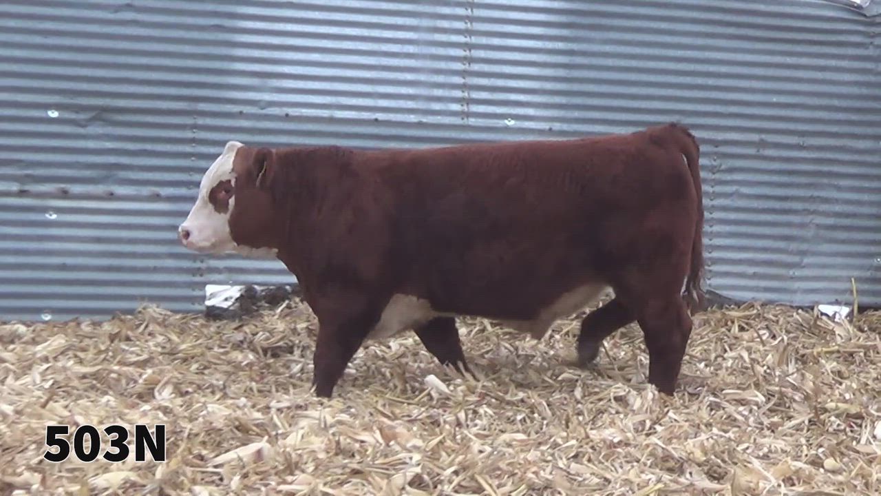 Lot 503n: JMF Herefords and SimAngus - Annual Production Sale | DVAuction