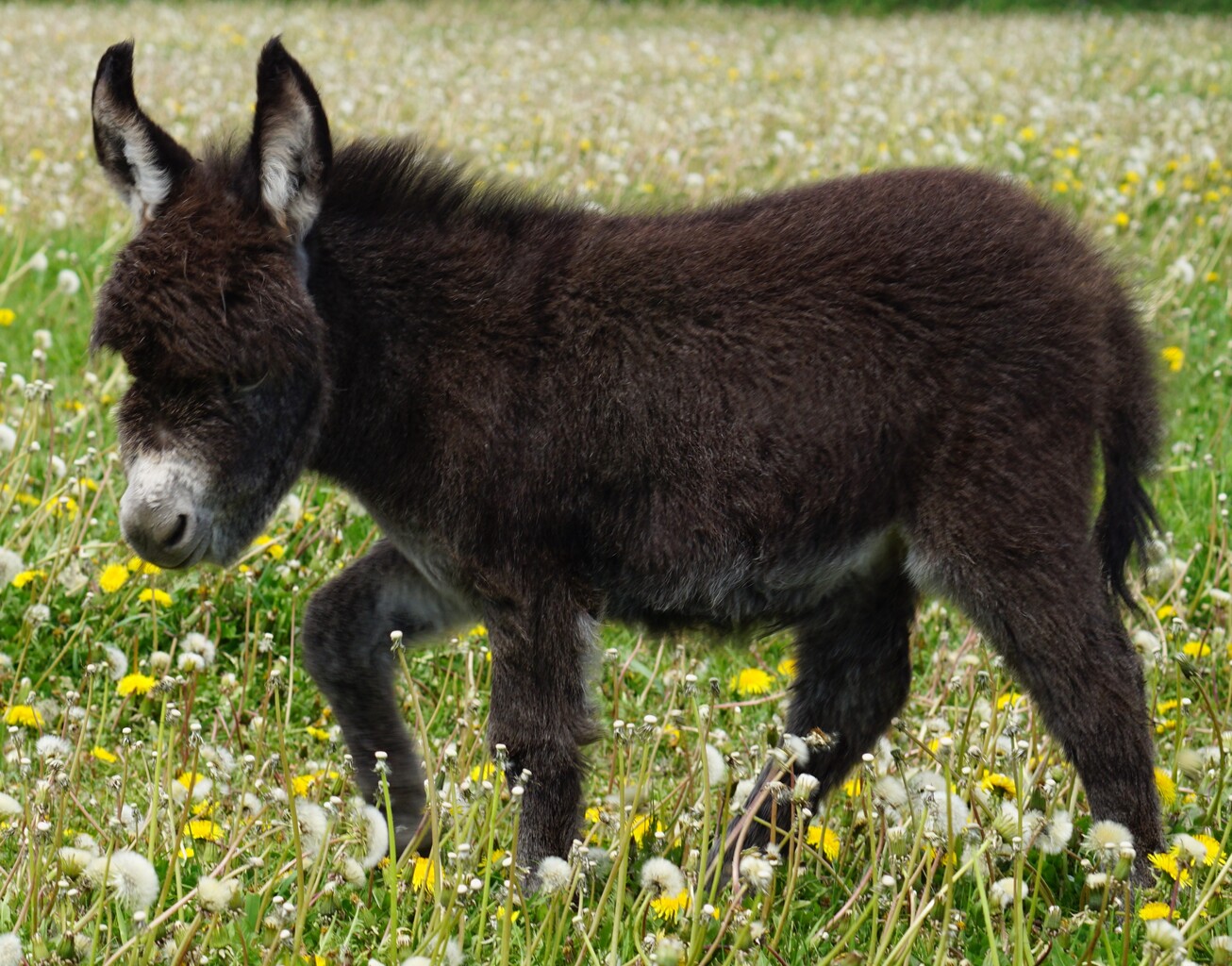Lot 21 - LN Dainty Mist: North American Select Sale - Miniature Donkey ...
