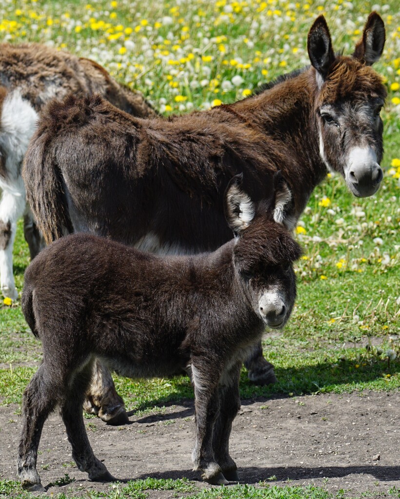 Lot 21 - LN Dainty Mist: North American Select Sale - Miniature Donkey ...
