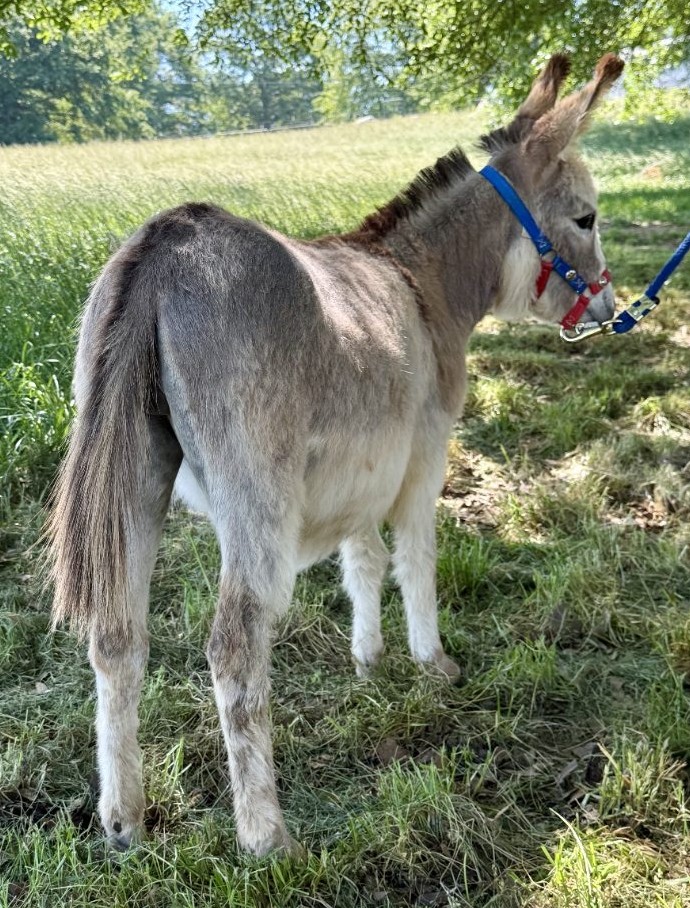 Lot 6 - Tyger River's Dazzle: North American Select Sale - Miniature ...