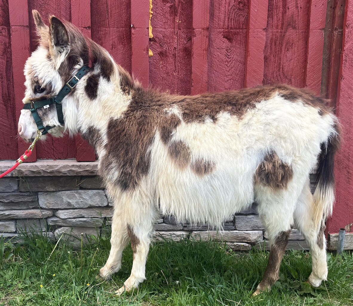 Lot 9 - Oakwood Farm's Lucianna: North American Select Sale - Miniature ...