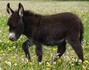 Lot 21 - LN Dainty Mist: North American Select Sale - Miniature Donkey ...