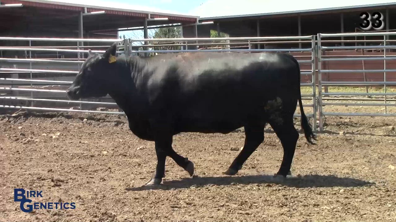 Lot 33: Birk Genetics - Fall Production Sale | DVAuction