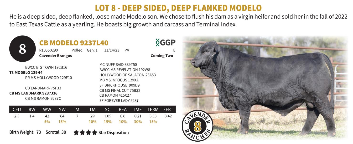 Lot 8: Cavender Ranches - Annual Spring Bull Sale | DVAuction