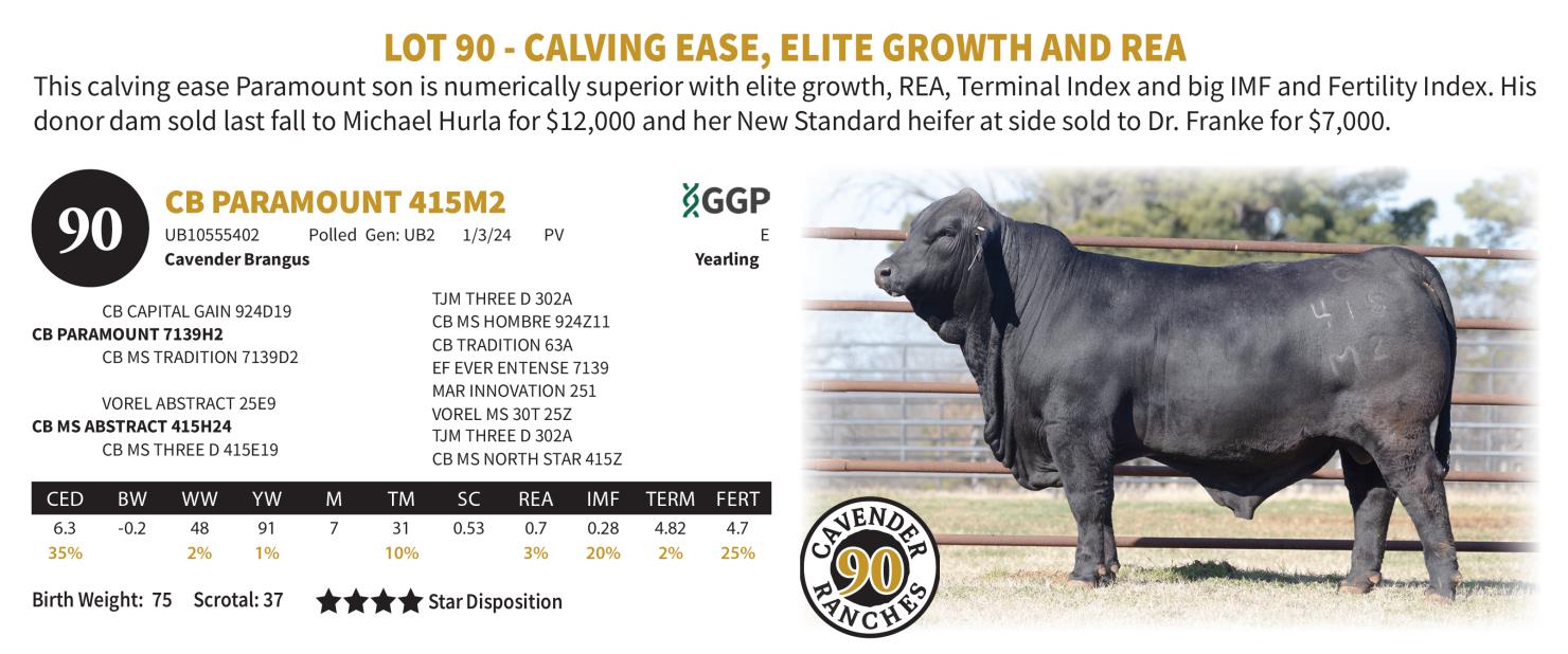 Lot 90: Cavender Ranches - Annual Spring Bull Sale | DVAuction