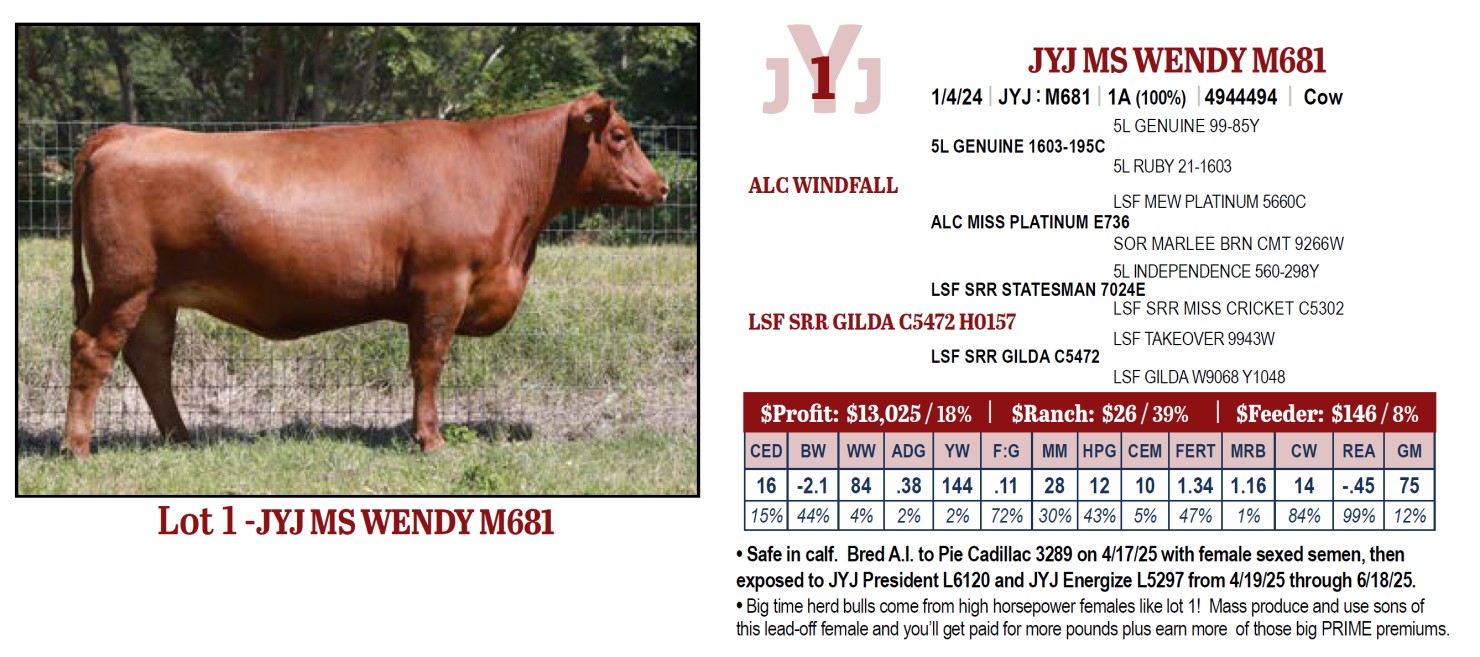 Lot 1: JYJ Red Angus - Bred for Excellence Production Sale | DVAuction