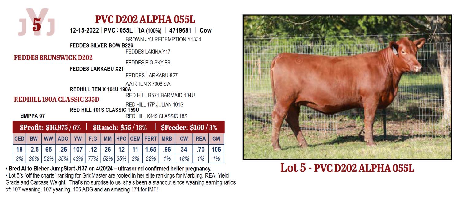 Lot 5: JYJ Red Angus - Bred for Excellence Production Sale | DVAuction