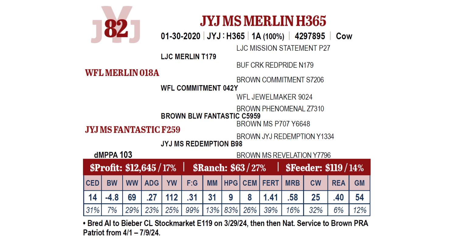 Lot 82: JYJ Red Angus - Bred for Excellence Production Sale | DVAuction