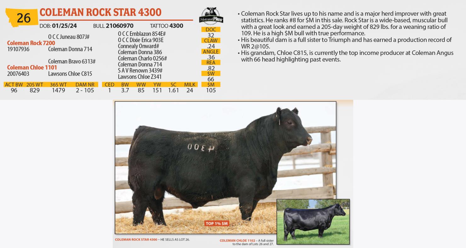 Lot 26: Coleman Angus - Annual Bull Sale | DVAuction