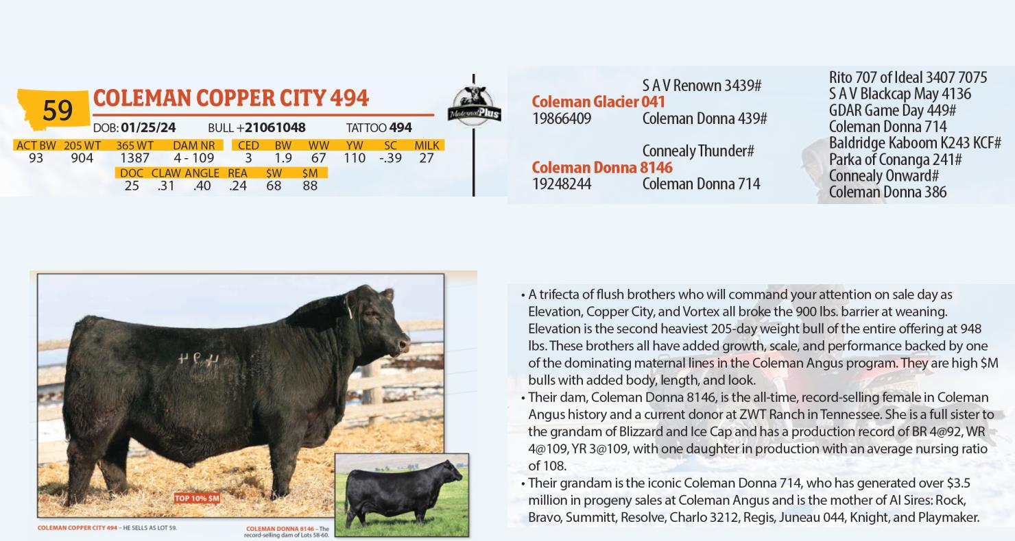 Lot 59: Coleman Angus - Annual Bull Sale | DVAuction
