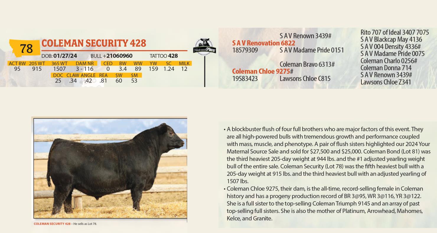 Lot 78: Coleman Angus - Annual Bull Sale | DVAuction