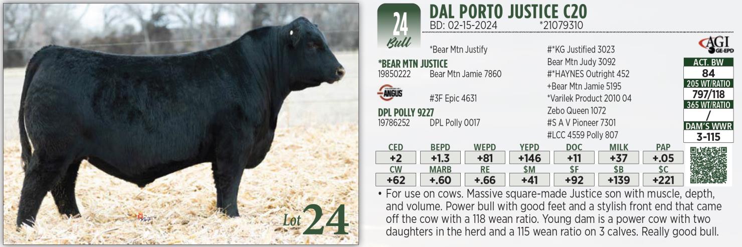Lot 24: Dal Porto Livestock - Spring Bull Sale | DVAuction