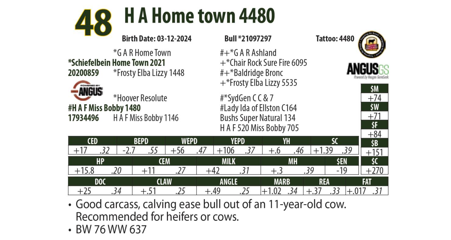 Lot 48: Hidden Angus - Annual Angus Bull & Female Sale | DVAuction