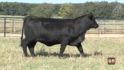 Lot 10 - GL MS FIVE STAR 541L34 ET: Grassy Lake Cattle Co. - Annual ...