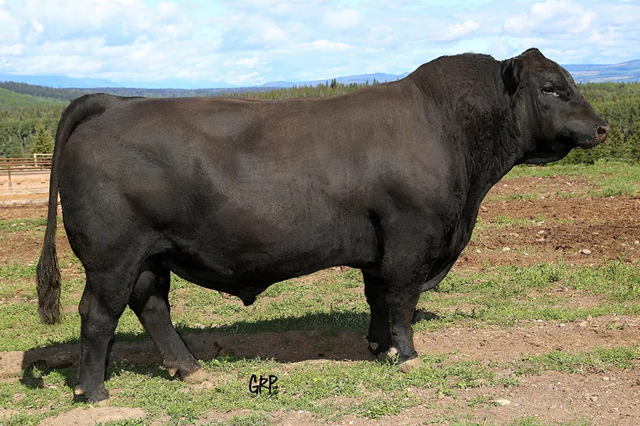 Lot 10 - Bieber Primrose 107W x Bar E-L Natural Law 52Y: Cutler Cattle ...