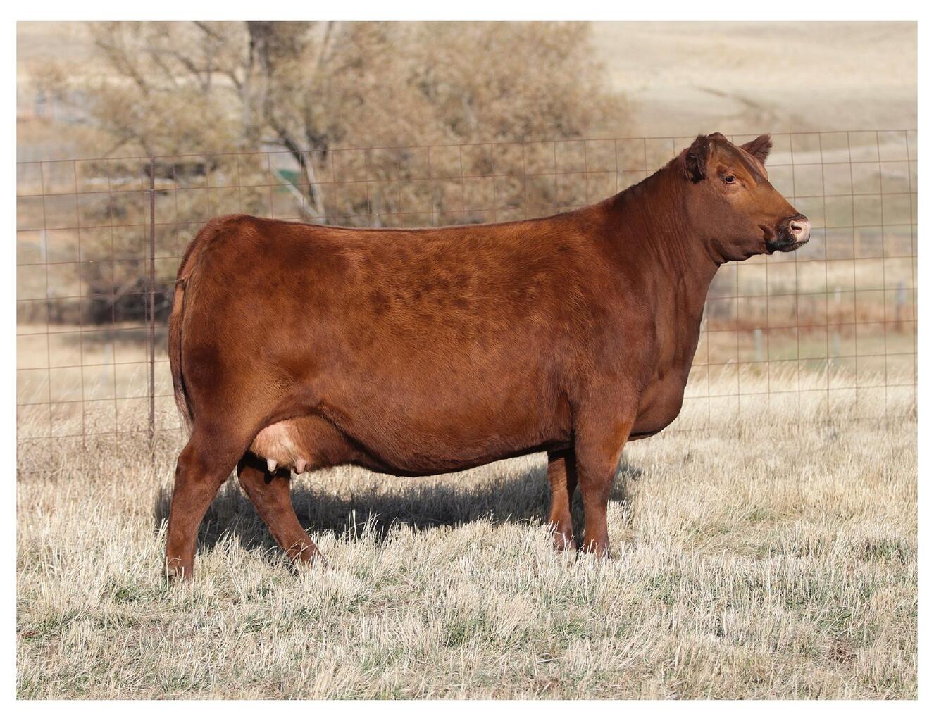 Lot 2 - Six Mile Taffeta 142B x PIE Hollywood 222: Cutler Cattle Co ...