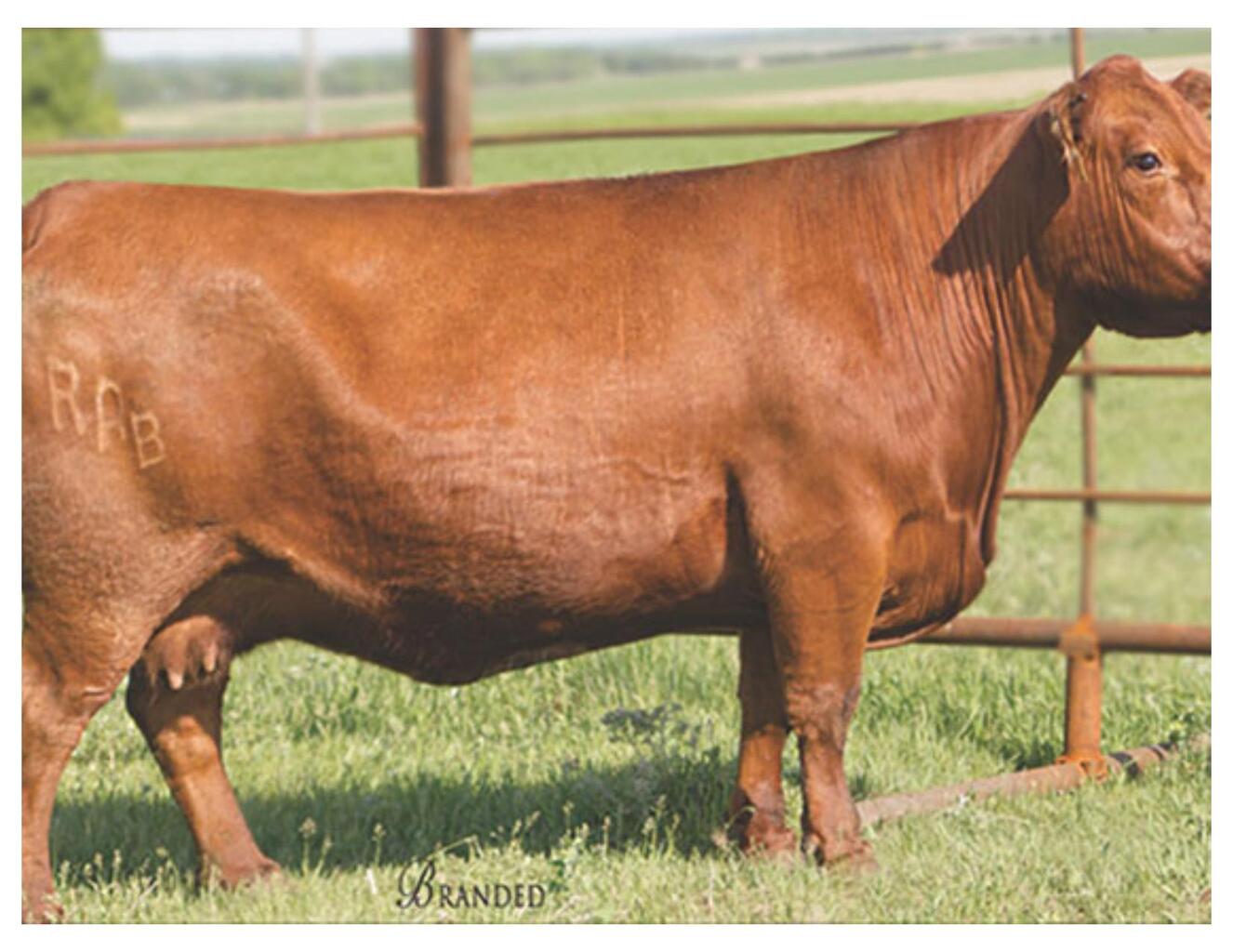 Lot 5 - Beiber Primrose 107W x Berwald Awestruck 3071: Cutler Cattle Co ...