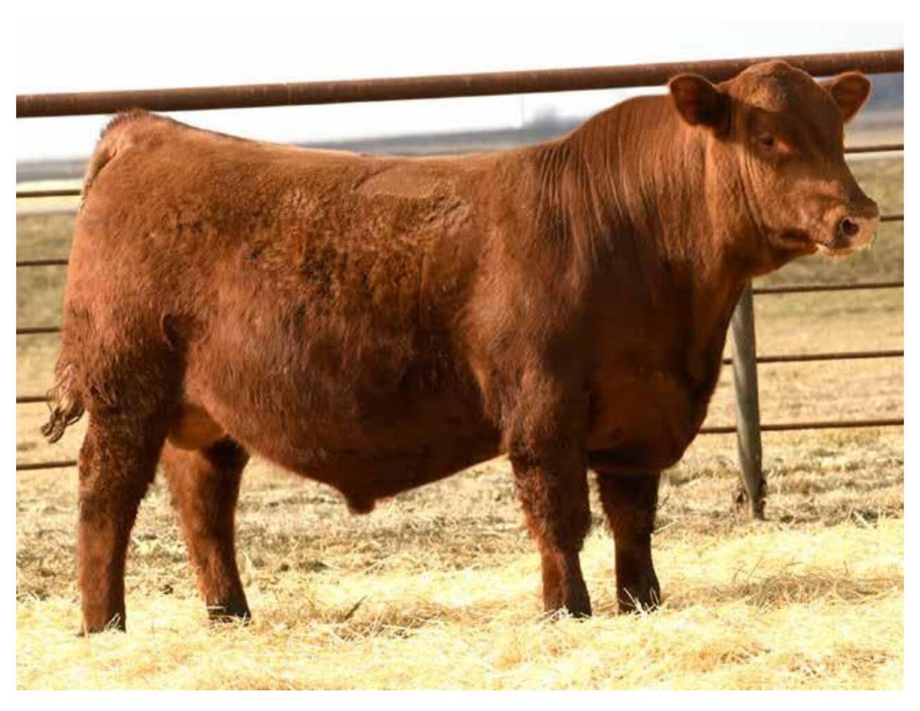 Lot 5 - Beiber Primrose 107W x Berwald Awestruck 3071: Cutler Cattle Co ...
