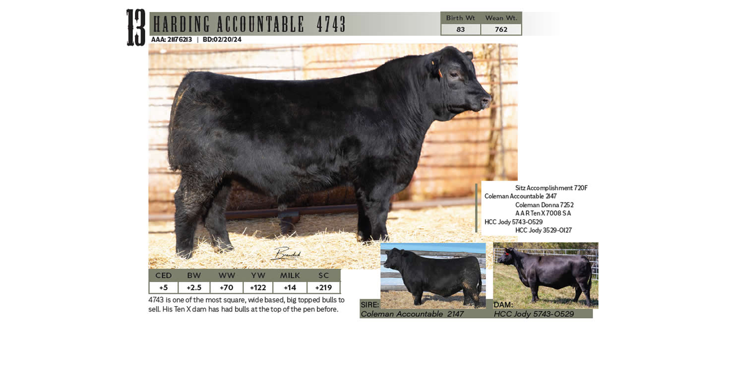 Lot 13 - Harding Accountable 4743: Harding Angus Ranch - Annual Bull ...