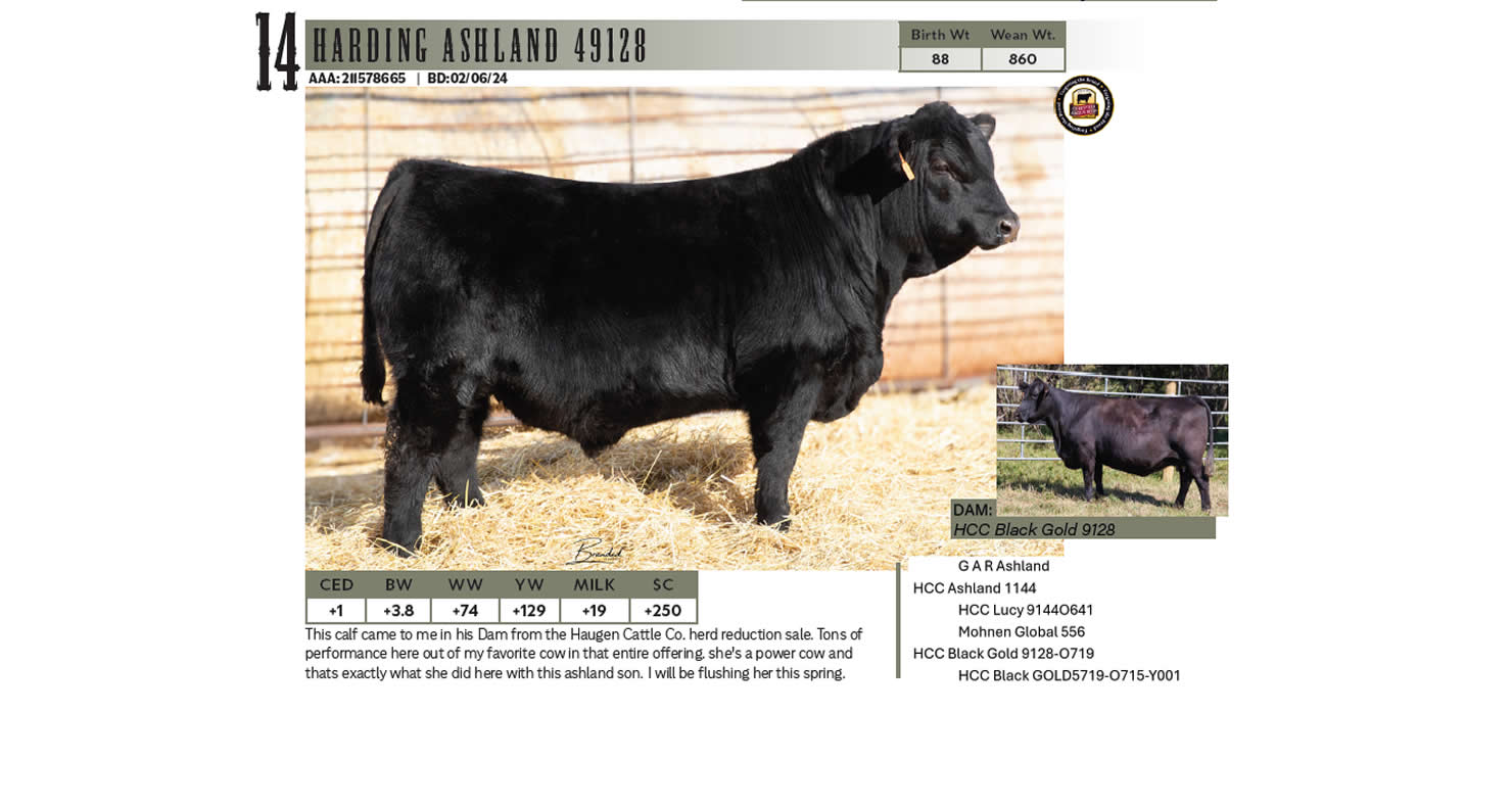 Lot 14 - Harding Ashland 49128: Harding Angus Ranch - Annual Bull Sale ...
