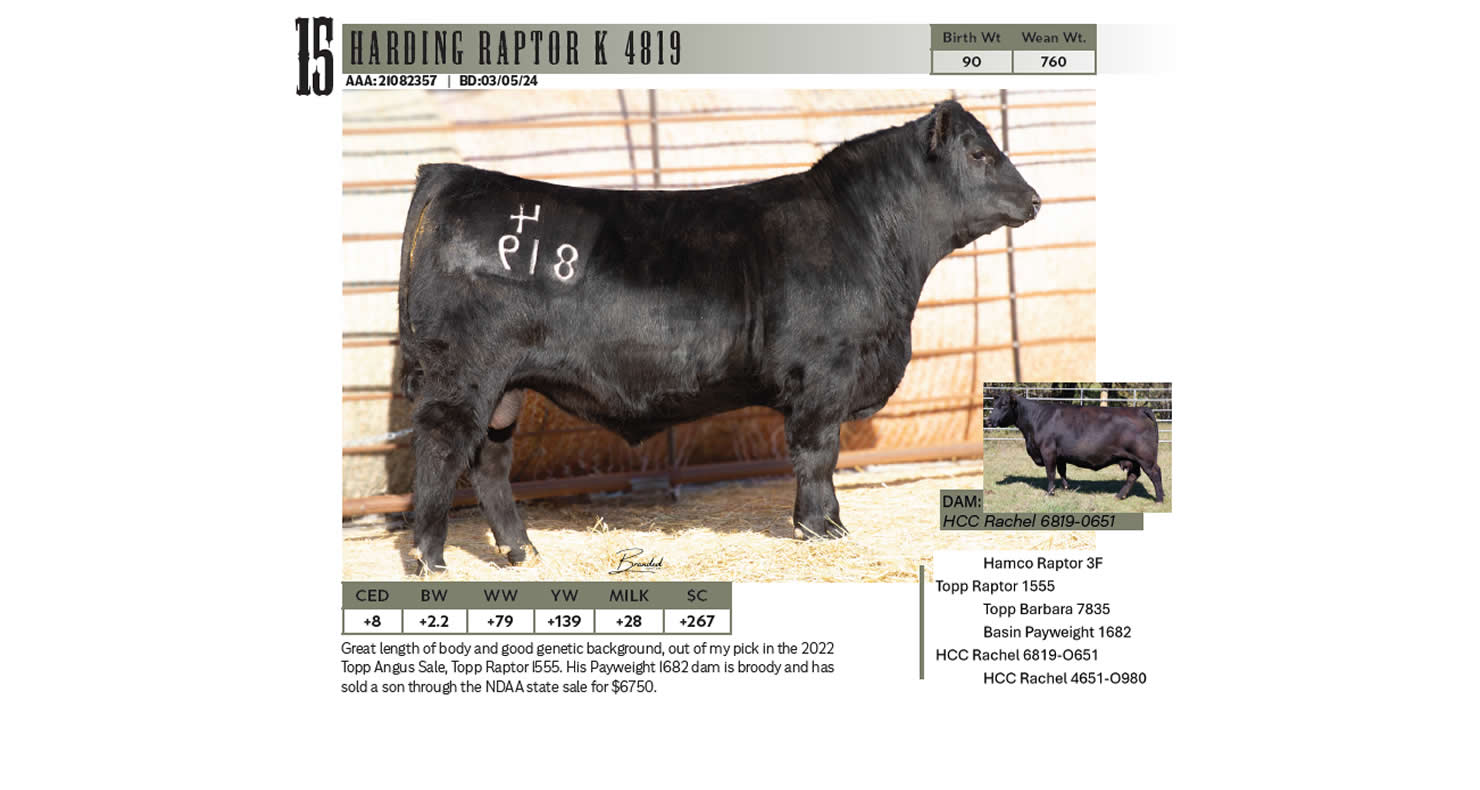 Lot 15 - Harding Raptor K 4819: Harding Angus Ranch - Annual Bull Sale ...