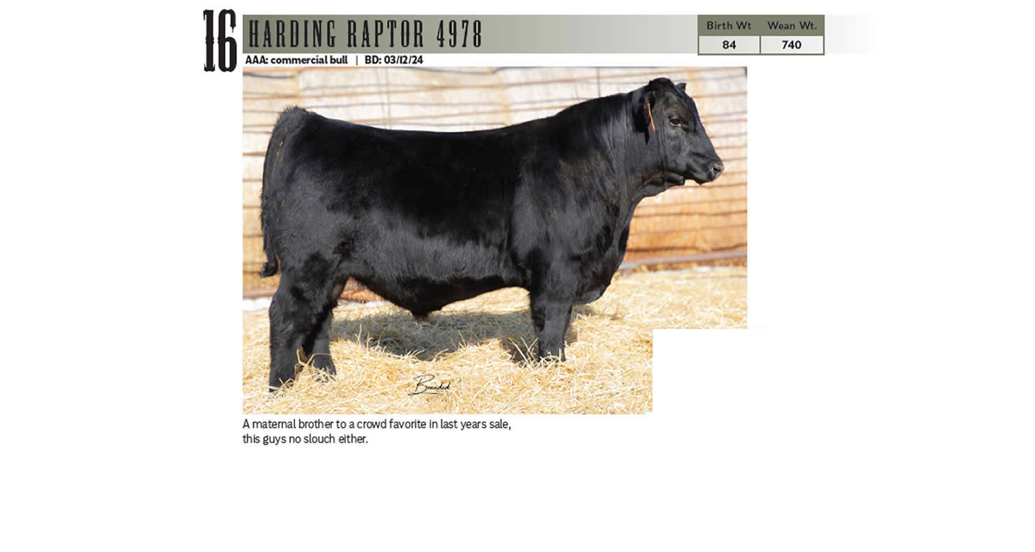 Lot 16 - Harding Raptor 4987: Harding Angus Ranch - Annual Bull Sale ...