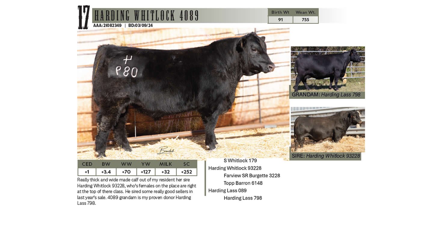 Lot 17 - Harding Whitlock 4089: Harding Angus Ranch - Annual Bull Sale ...