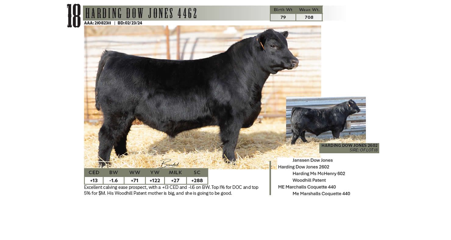 Lot 18 - Harding Dow Jones 4462: Harding Angus Ranch - Annual Bull Sale ...